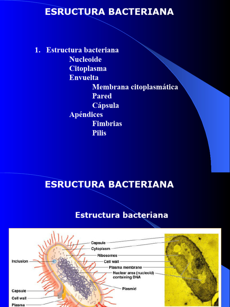 A - Estructura Bacteriana y Función | PDF | Bacterias Gram Positivas ...