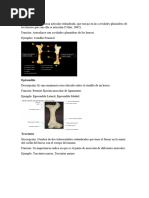 Marcas Oseas | PDF | Sistema musculoesquelético | Sistema esquelético