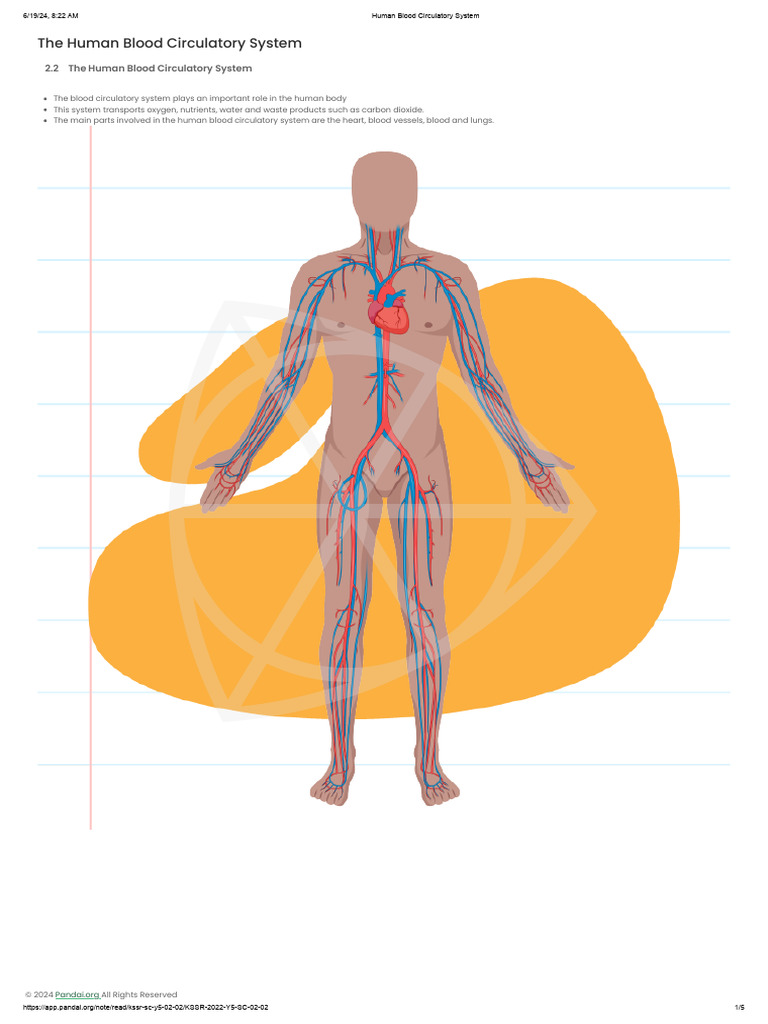 Human Blood Circulatory System | PDF | Blood | Blood Vessel