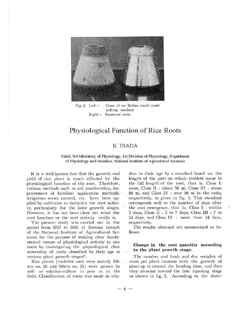 Physiological Function of Rice Roots - Inada | PDF | Root | Rice