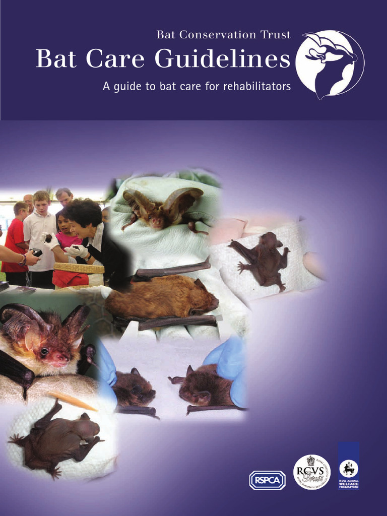 Bat Care Guidelines | PDF | Amputation | Clinical Medicine