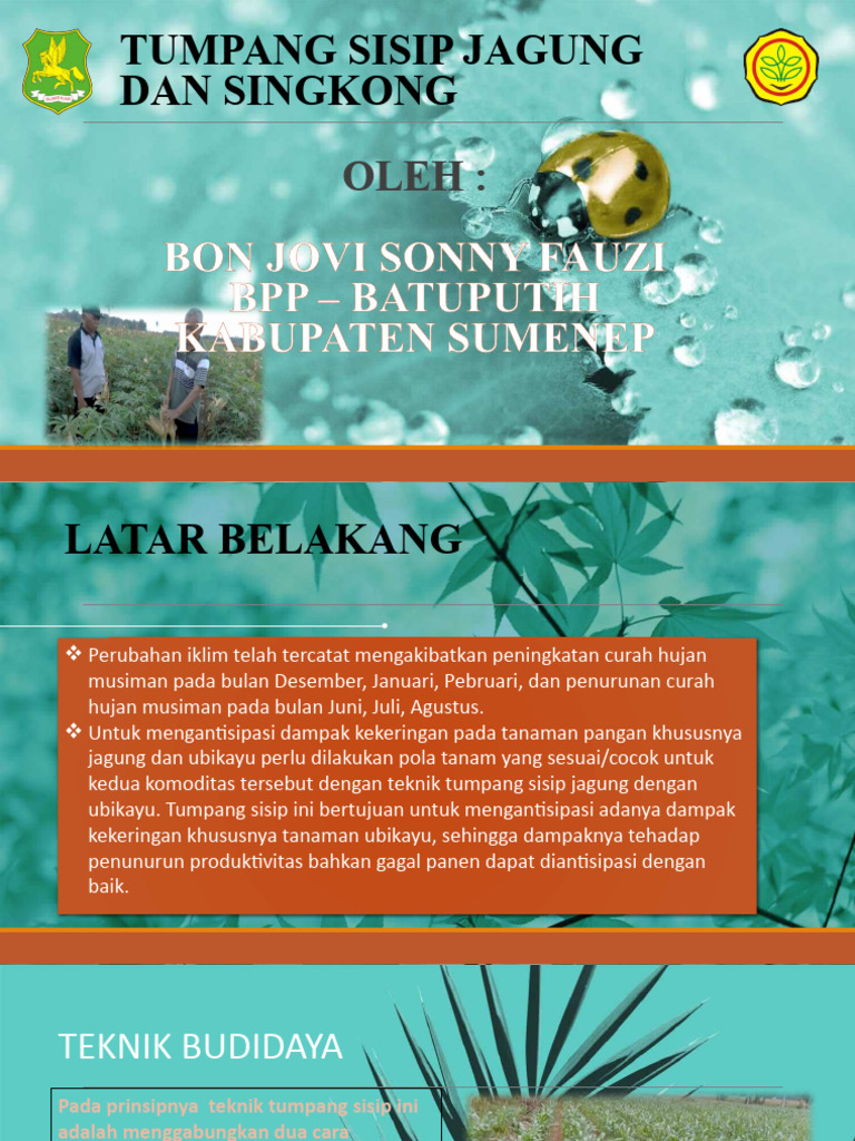 Tumpang Sisip Jagung Dan Singkong | PDF | Griya & Taman | Sains ...
