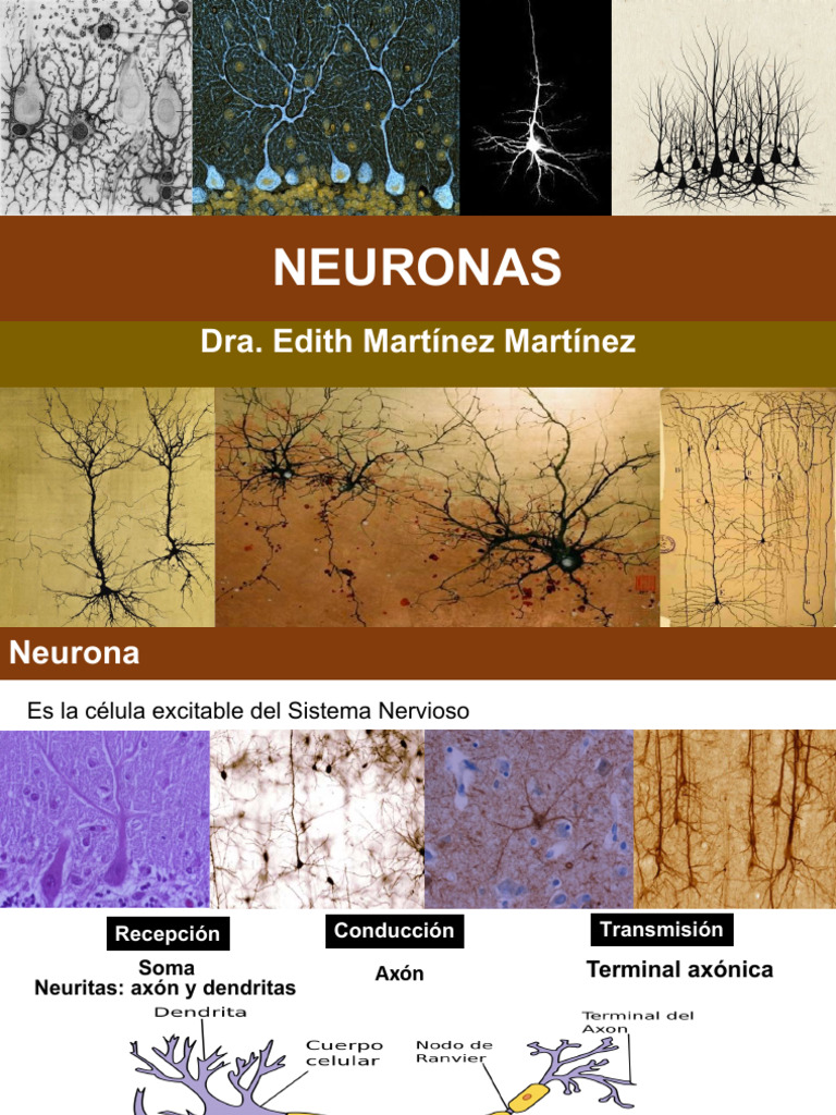 Neuronas Primera Parte | PDF | Axon | Neurona