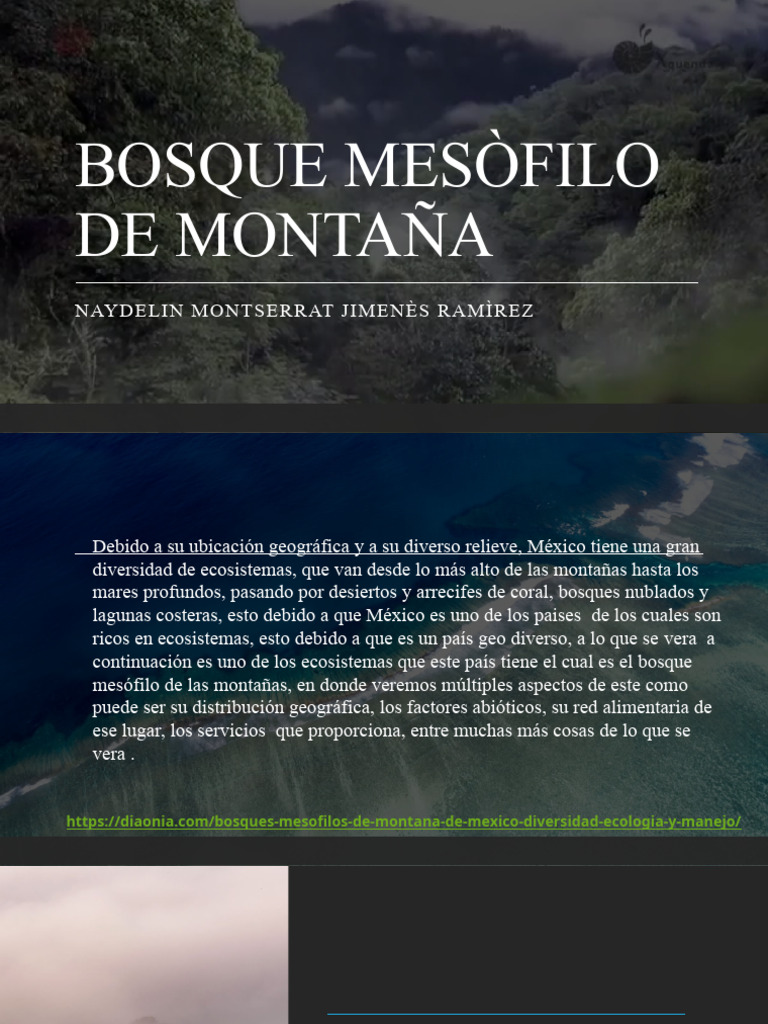 Bosque Mesofilo de Montaña | PDF | Suelo | Red alimentaria