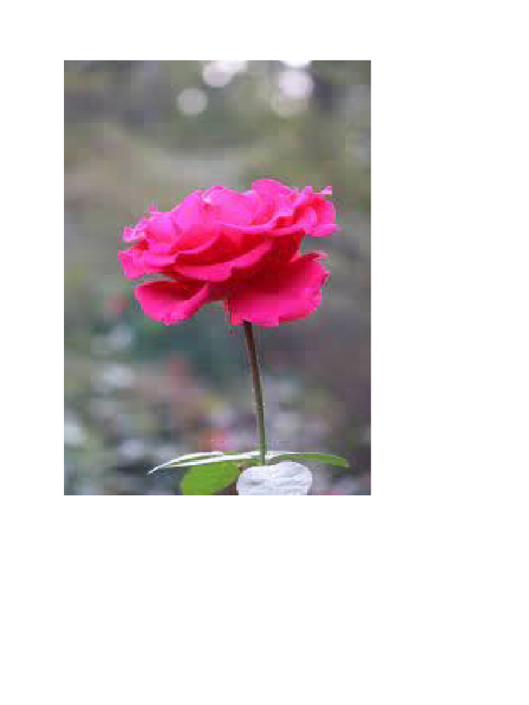 Flower C | PDF