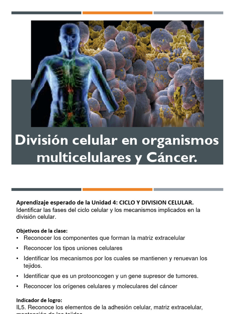 Clase 12 BIOL034 2024-10 | PDF | La matriz extracelular | Cáncer