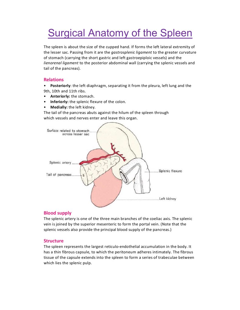 Surgical Anatomy of Spleen & Kidney | PDF