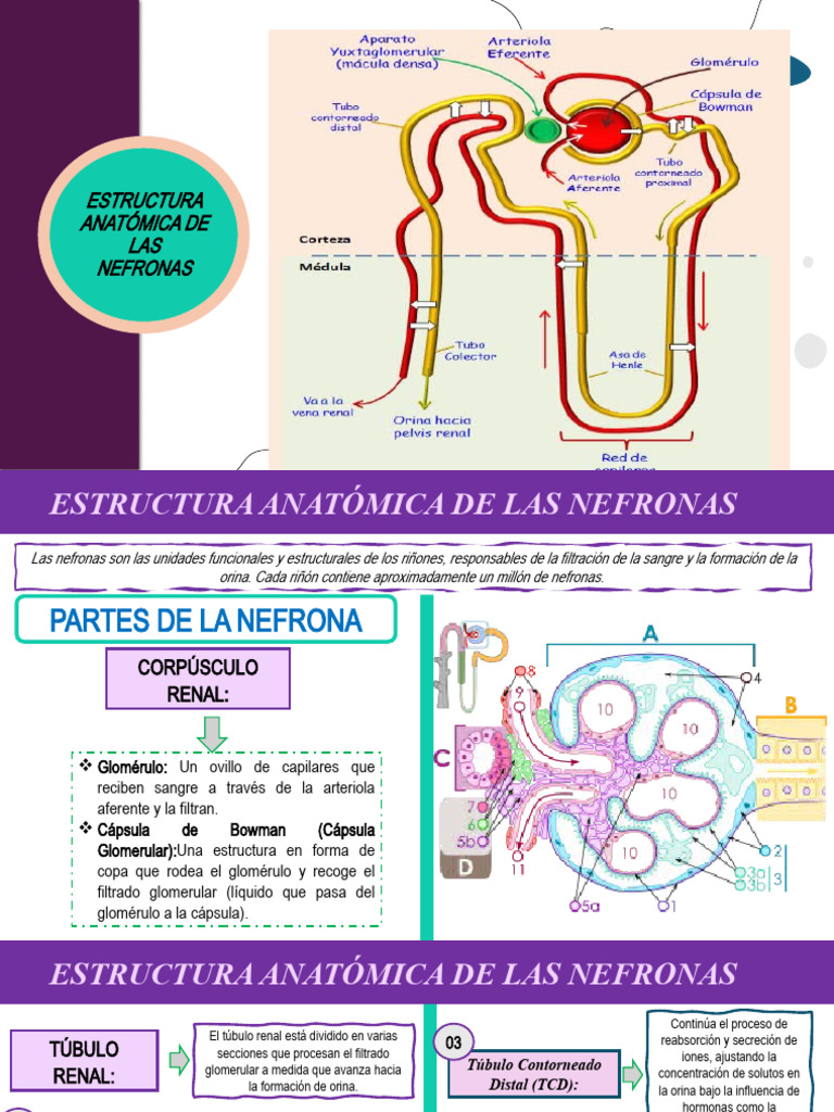 Estructura Anatómica de Las Nefronas | PDF | Riñón | Angiotensina