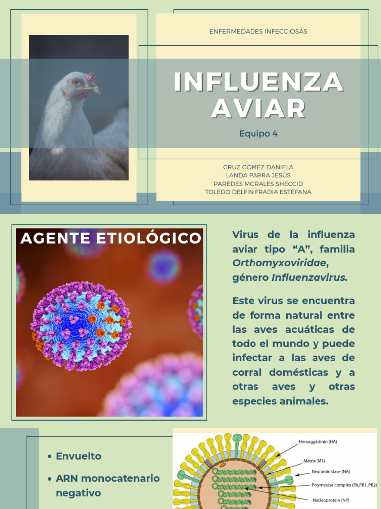 Influeza Aviar - Equipo 4 | PDF | Influenza | Influenza aviar