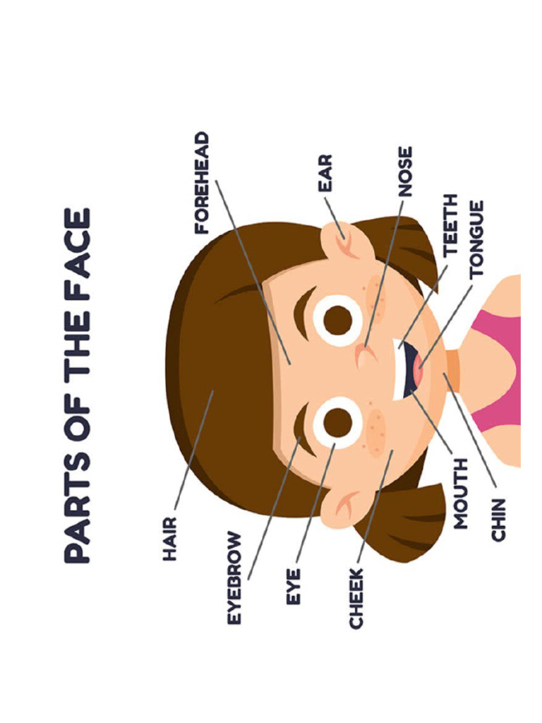 Parts of The Face | PDF