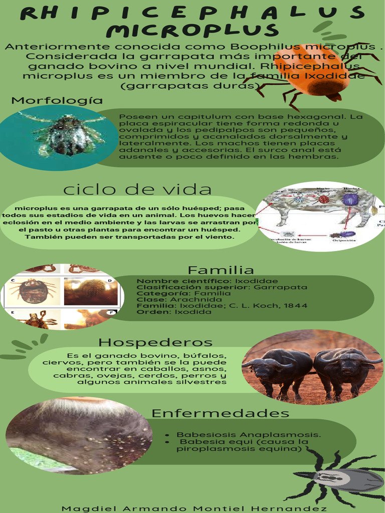 Rhipicephalus Microplus | PDF | Ciencia y matemáticas
