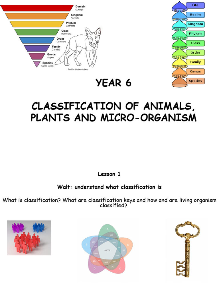 Yr6 Classification 1 1602152779 | PDF | Invertebrate | Organisms