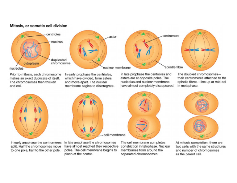 Cell Division Phases | PDF