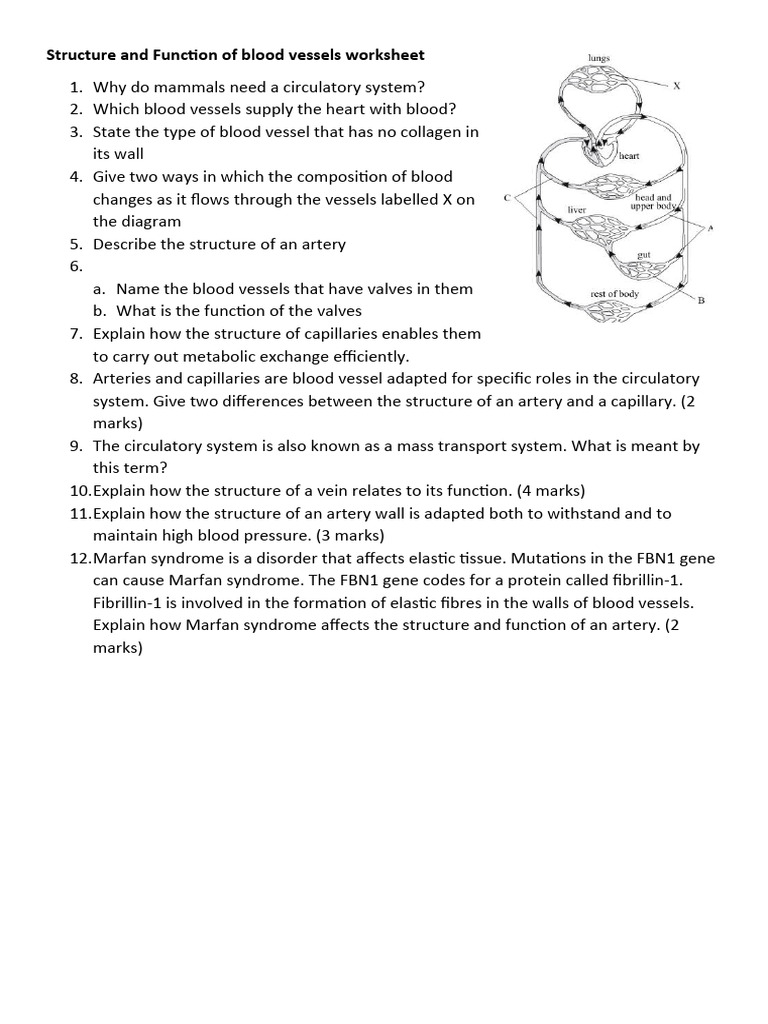 Lesson 3 - Blood Vessels Worksheet | Download Free PDF | Artery | Blood ...