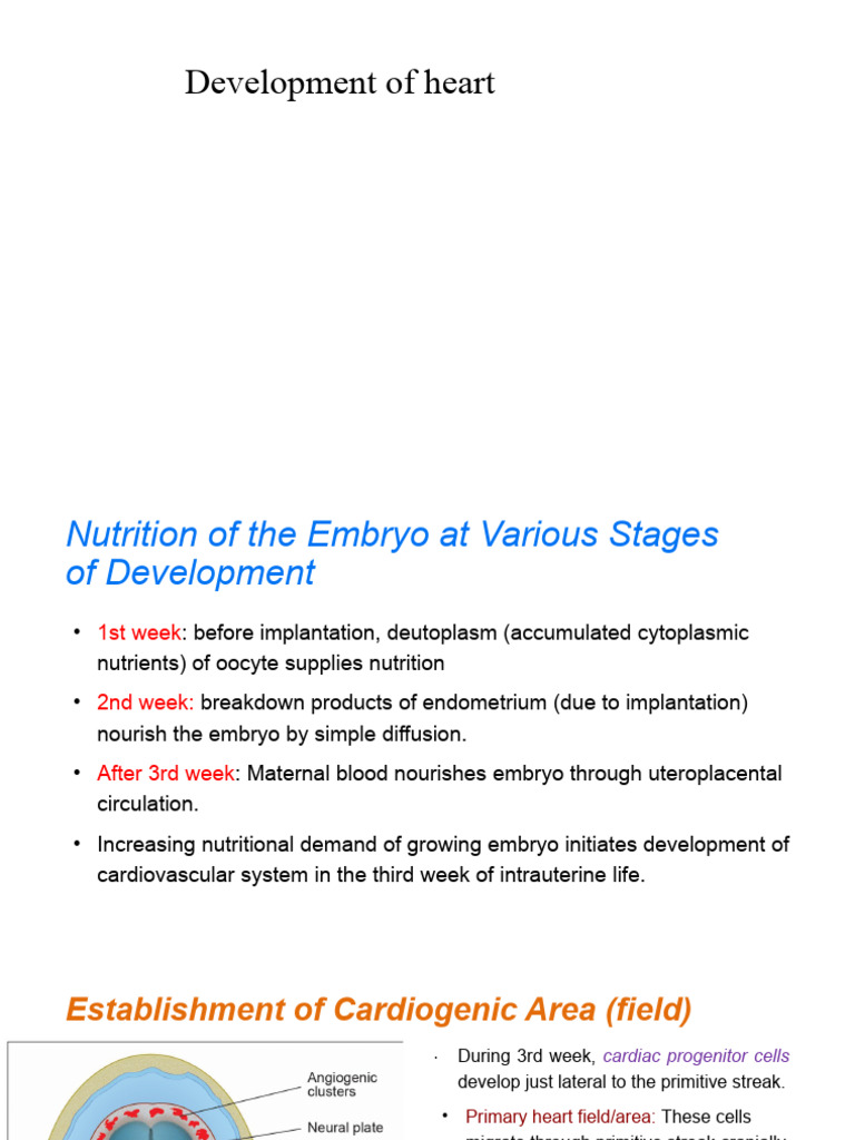 Cardiovascular System I Development of Heart | PDF | Atrium (Heart ...