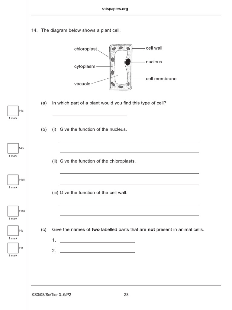 KS3/08/Sc/Tier 3 6/P2 28 | PDF | Photosynthesis | Chloroplast