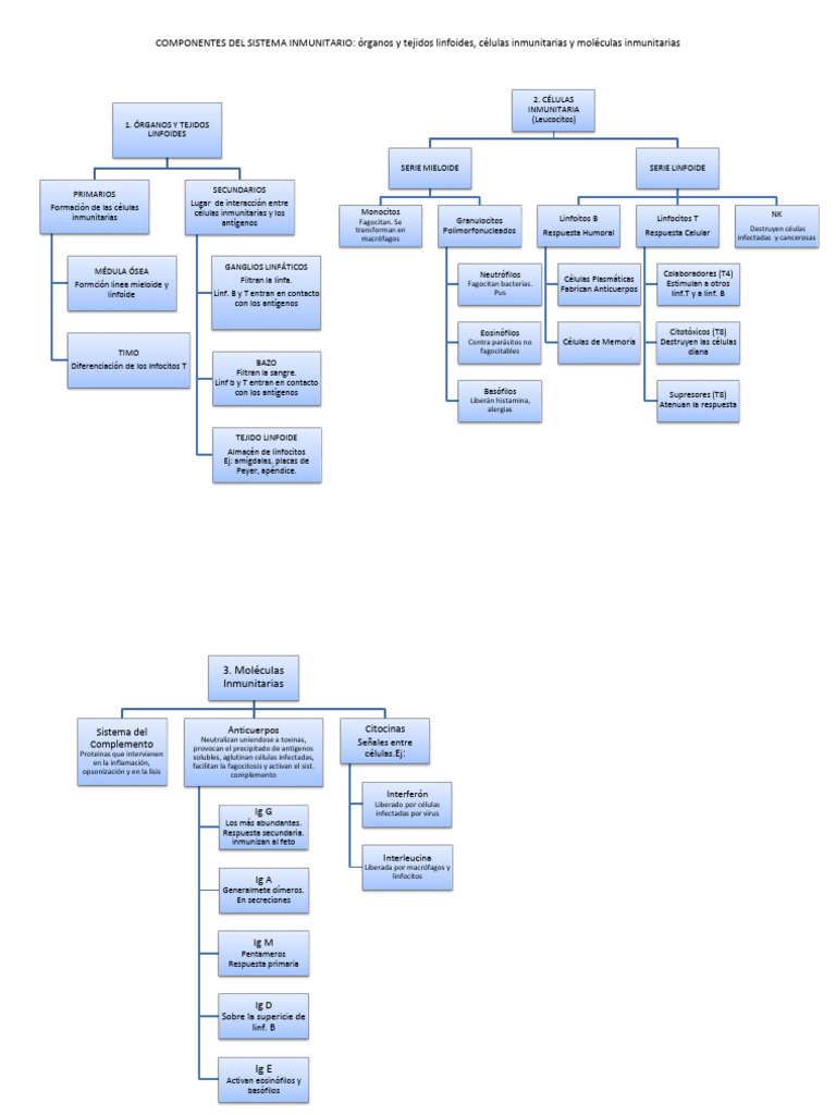 U13.1 Mapa Conceptual Inmuno | PDF | Sistema inmune | Linfocitos