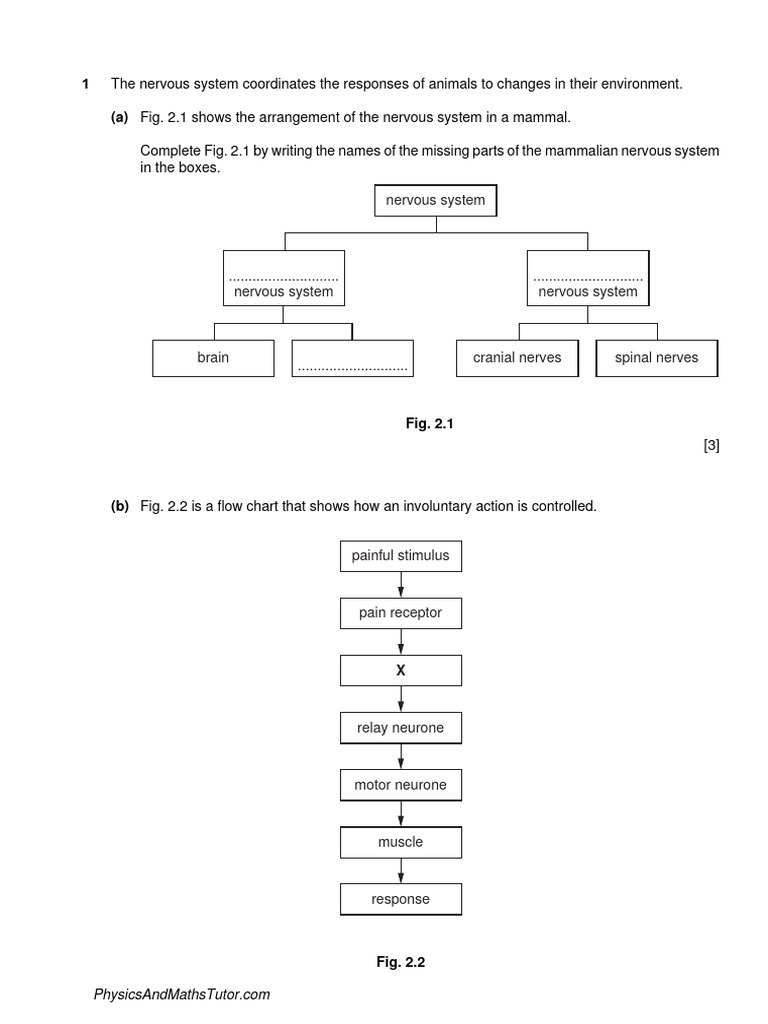 Coordination & Response 1 QP | PDF | Glucose | Nervous System