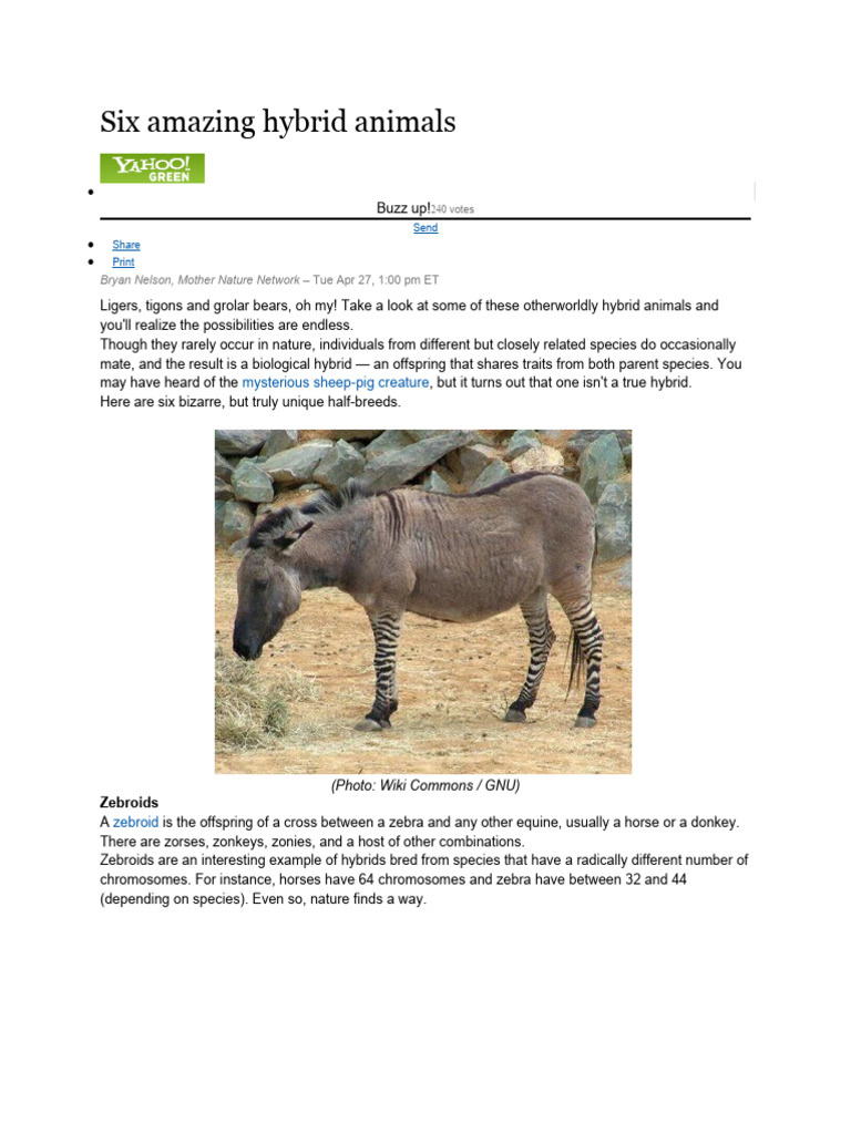 Six Amazing Hybrid Animals | PDF | Hybrid (Biology) | Bison