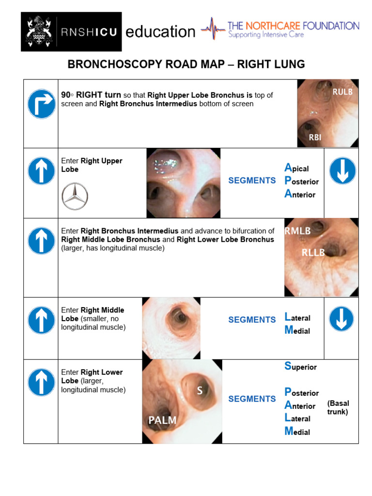 Bronchoscopy-Guide | PDF | Anatomical Terms Of Location | Lung