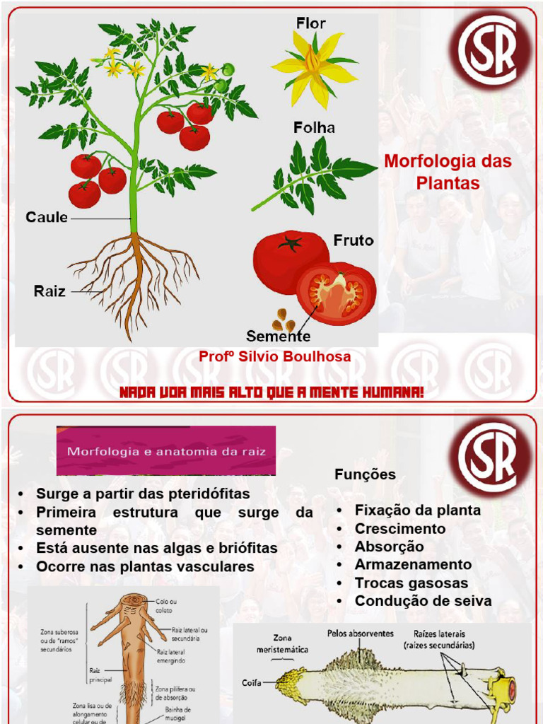 Morfologia Das Plantas | PDF | Semente | Plantas