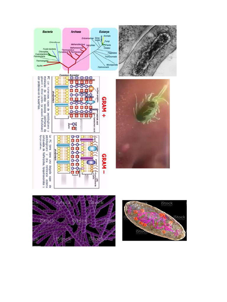 micro_imagenes | PDF