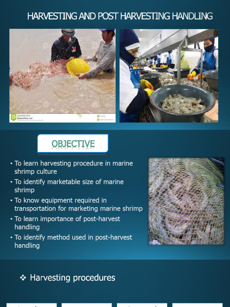 CHAPTER 5b HARVESTING AND POST HARVESTING HANDLING | PDF | Cooking ...