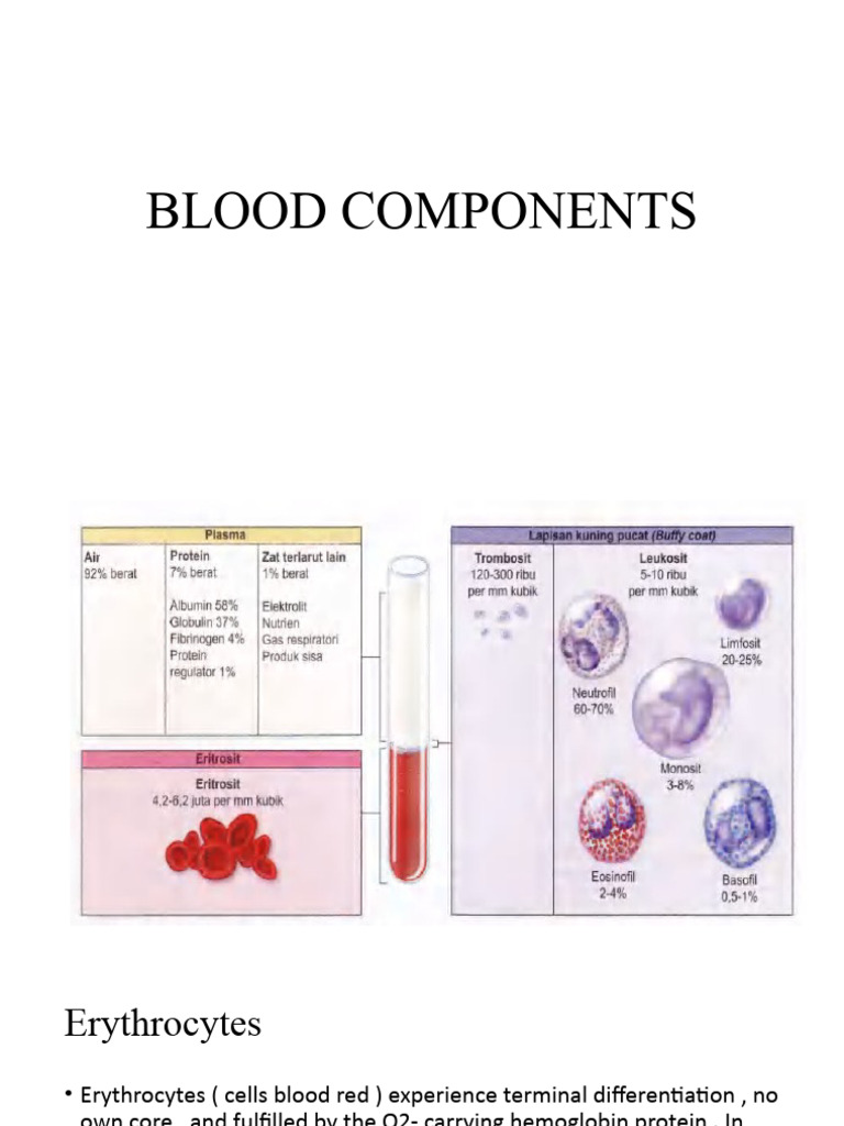 Overview of Blood Components and Functions | PDF | Lymphocyte | Immune ...
