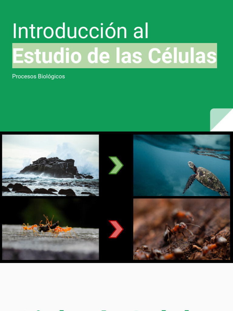 Introducción Al Estudio de Las Células | PDF | Biología Celular) | Organismos