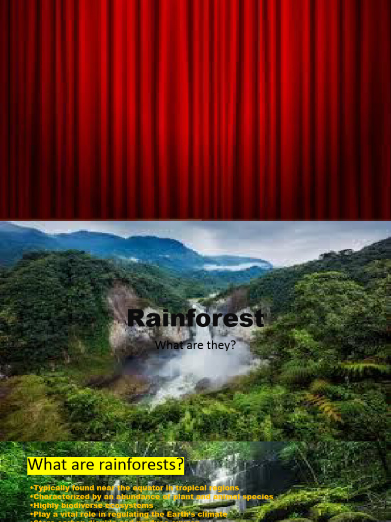 Daksh Porwal 9th B | PDF | Rainforest | Amazon Rainforest