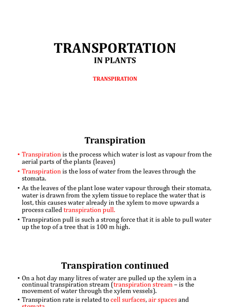Transportation in Plants (Transpiration) | PDF | Leaf | Stoma