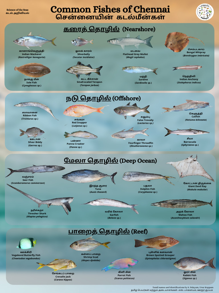 Common Fishes of Chennai | PDF