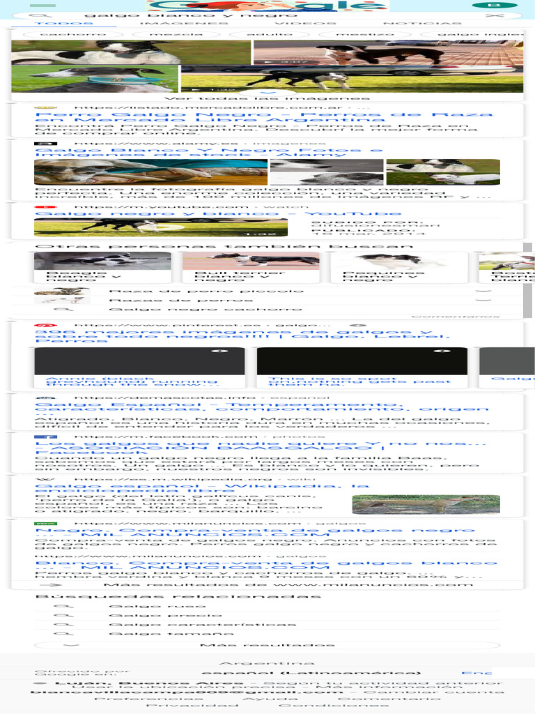 Galgo Blanco y Negro - Buscar Con Google | PDF | Galgo | Perros