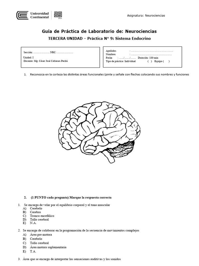 Práctica de Neurociencias: Sistema Endocrino | PDF | Cerebro | Anatomía humana