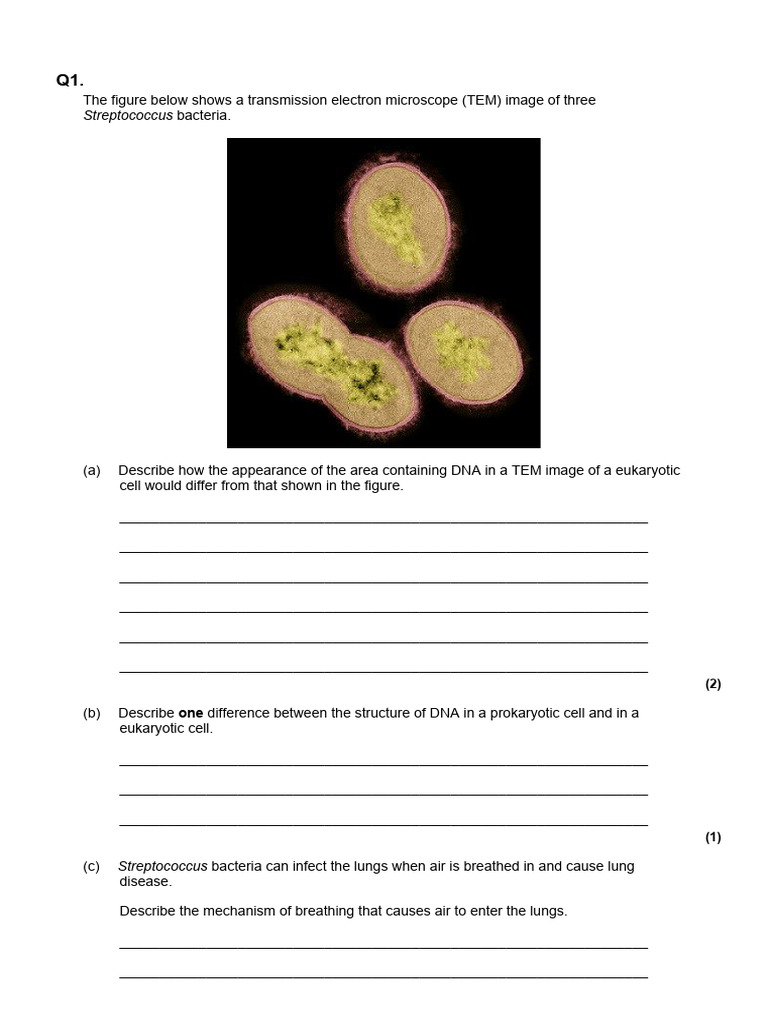 Cells PPQ | PDF | Cell Membrane | Bacteria
