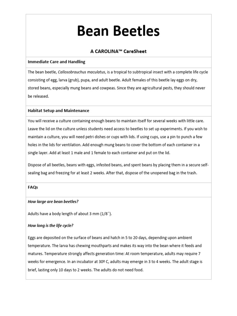 Carolina Biological Bean Beetles Data Sheet | PDF | Beetle | Fly