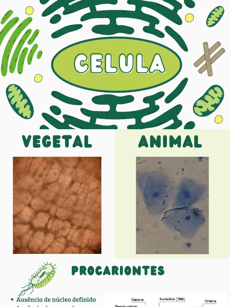 Tipos Celulares | PDF