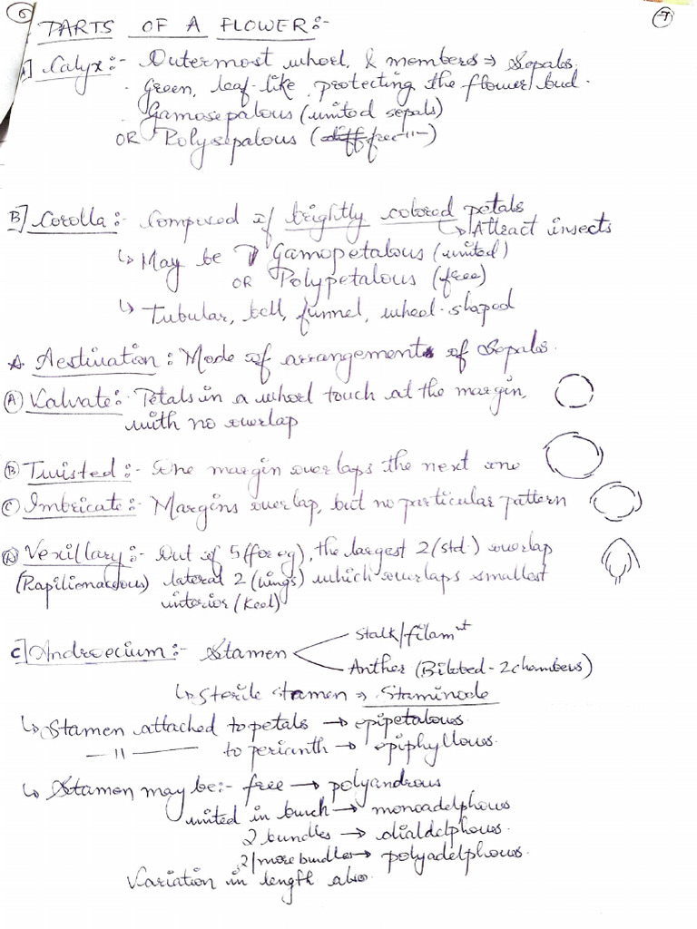 Morphology of flowering plant. Hand written notes | PDF | Plant ...