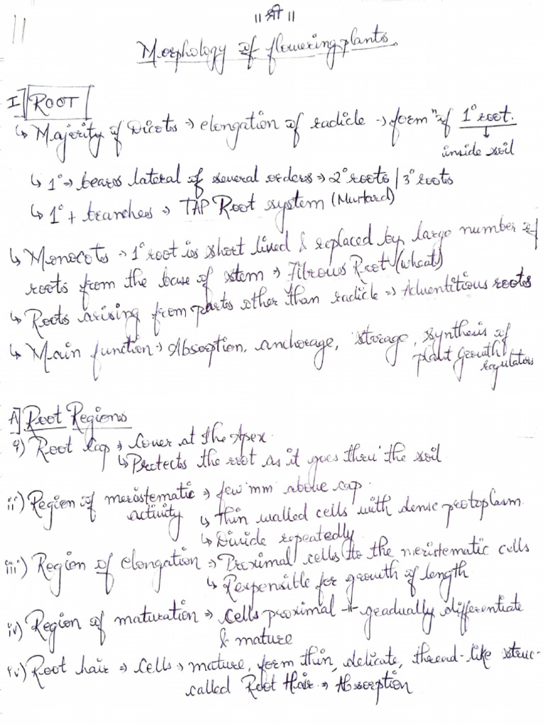 Morphology of Flowering Plant. Hand Written Notes-1 | PDF