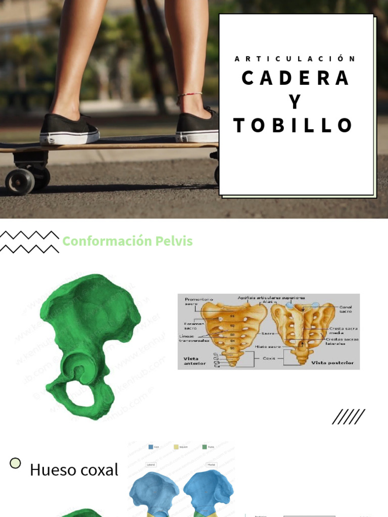 Articulación Cadera y Tobillo | PDF | Pelvis | Extremidades (anatomía)