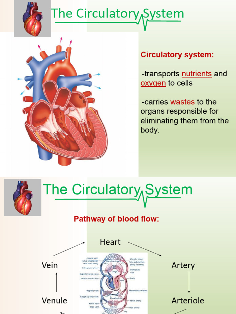 11 - Ch 3.2 Circulatory System.pptx | PDF | Heart Valve | Atrium (Heart)