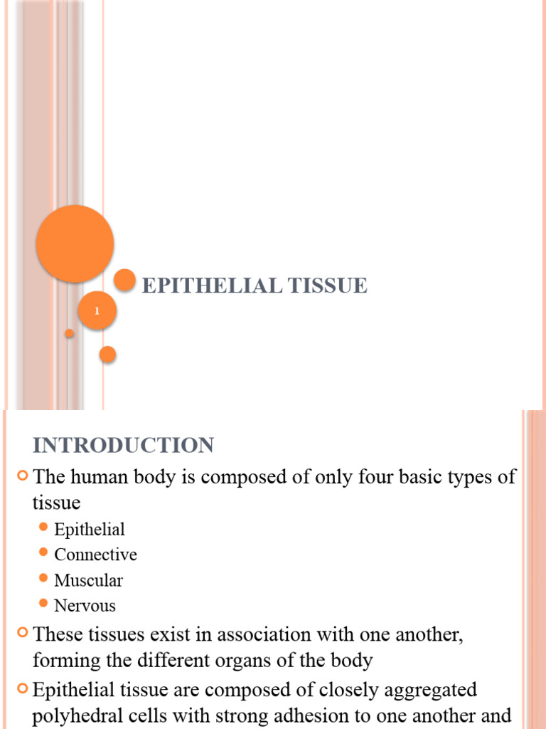 Overview of Epithelial Tissue Functions | PDF | Epithelium | Cell Membrane
