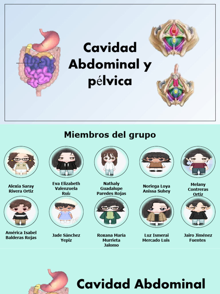 Cavidad Pelvica Y Abdominal Pdf Abdomen Pelvis