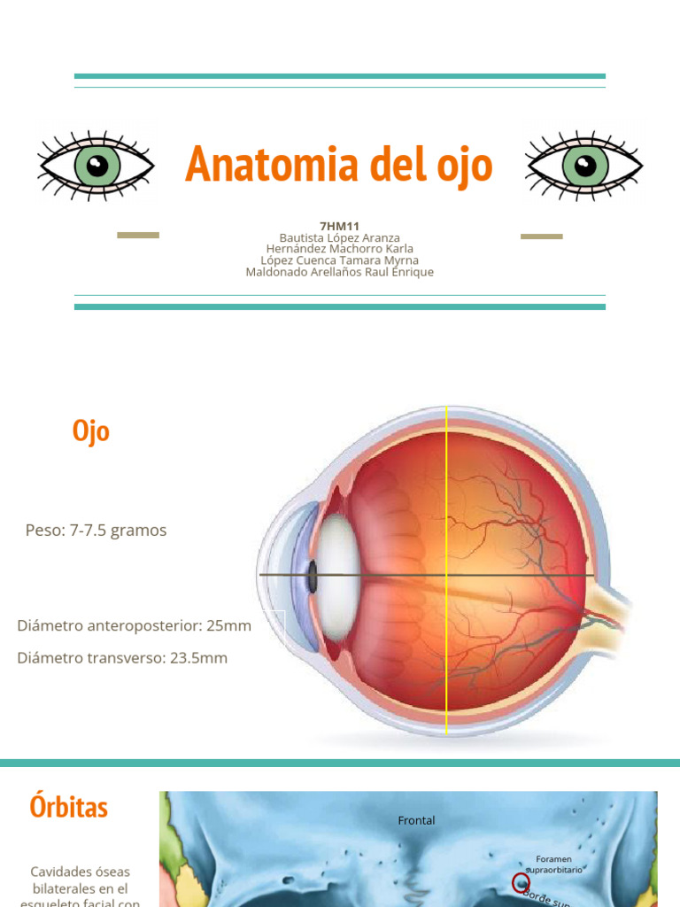Anatomia del ojo | Descargar gratis PDF | Ojo humano | Córnea