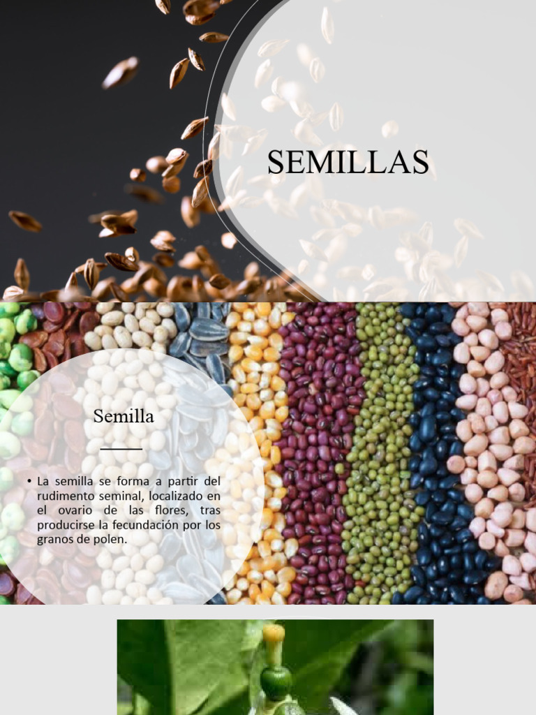 SEMILLAS | PDF