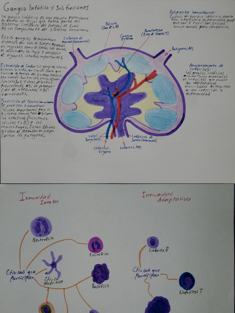 Actividad Inmuno 2 | PDF
