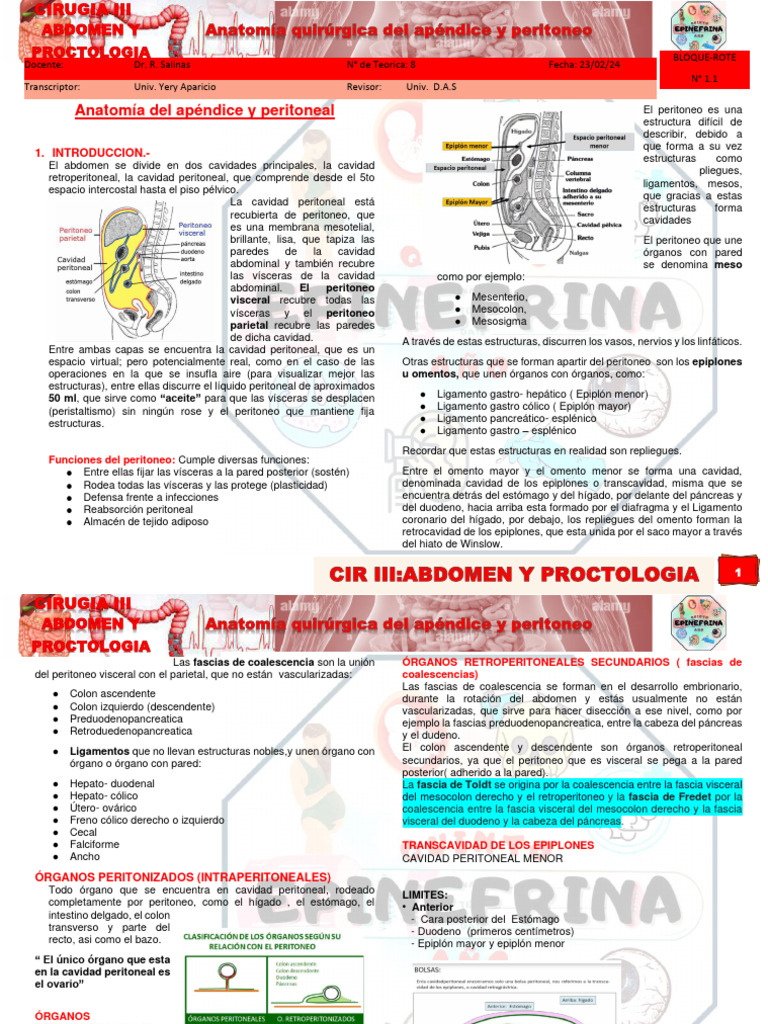 Anatomía de Apéndice y Peritoneo | PDF | Peritoneo | Abdomen