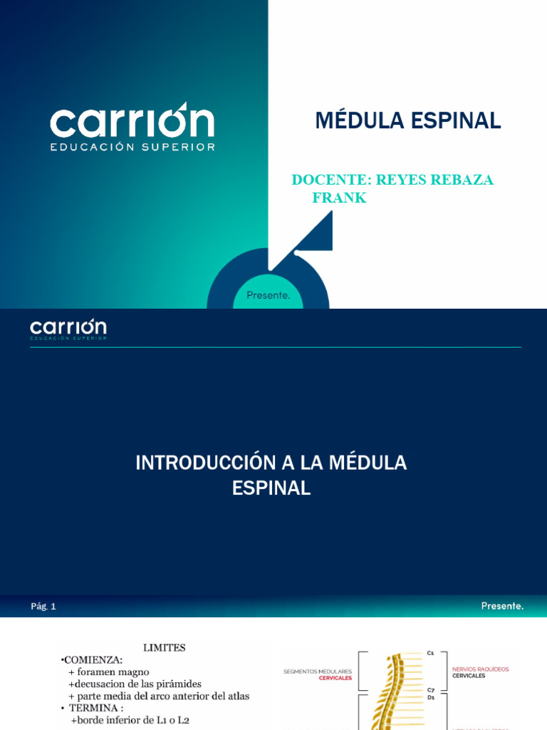 3.-Medula Espinal | PDF | Salud y bienestar | Ciencia y matemáticas