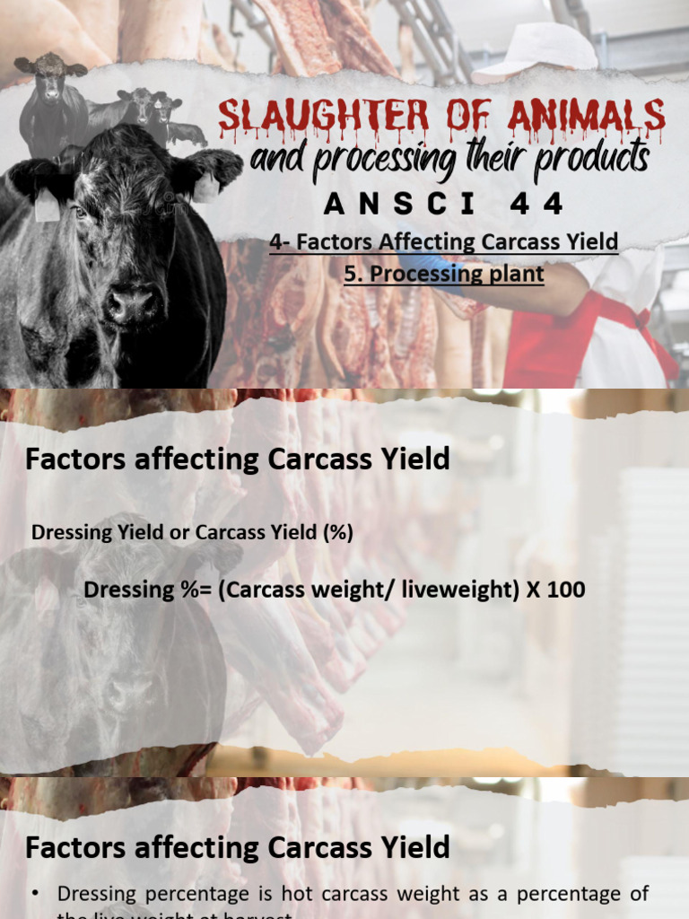 Factors Influencing Carcass Yield | PDF | Slaughterhouse | Cattle