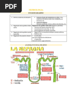 Anatomía y Función Del Túbulo Contorneado Distal (Autoguardado) | PDF ...